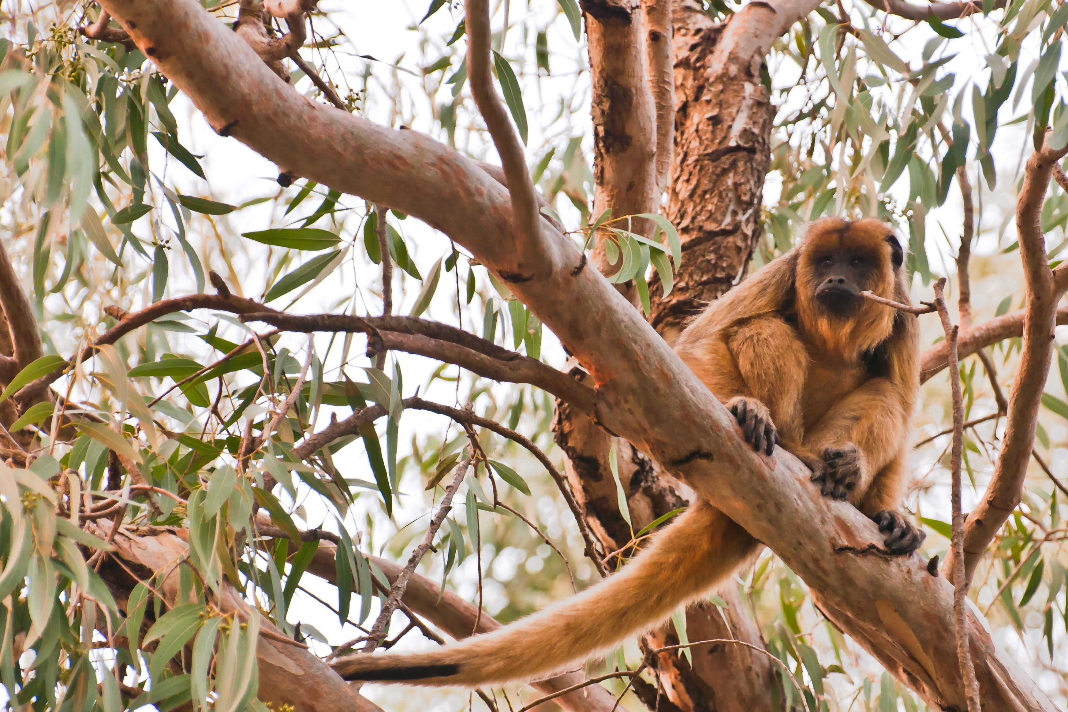 La Ruta Natural | Parque Nacional Chaco
