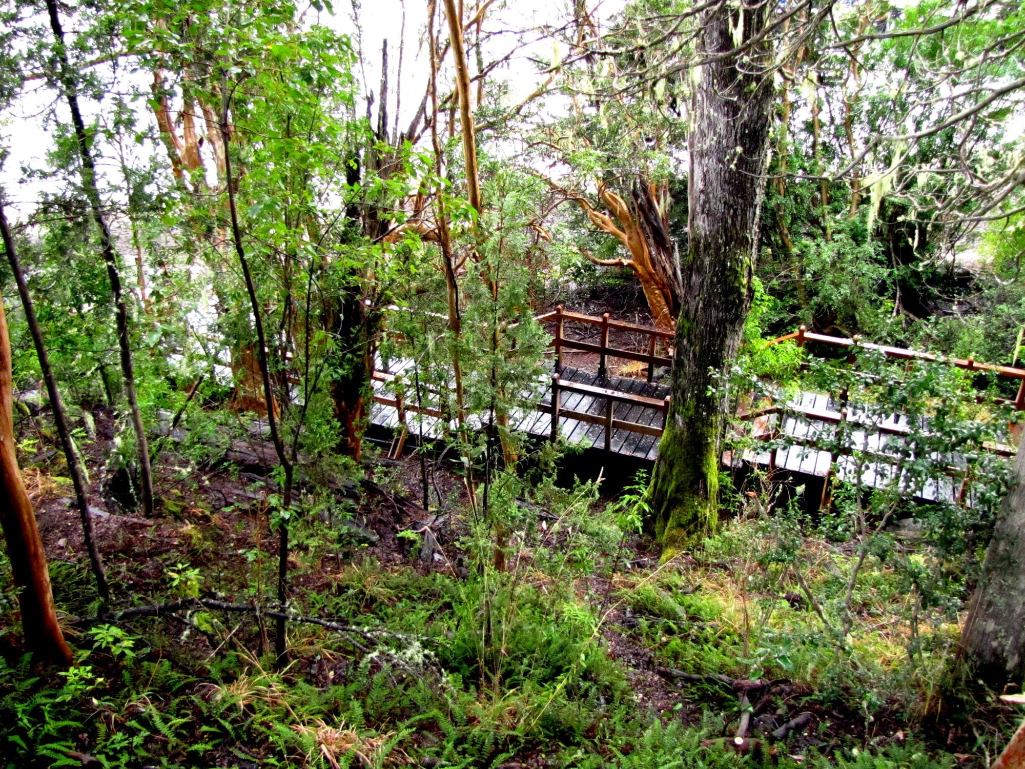 La Ruta Natural | Parque Nacional Los Arrayanes